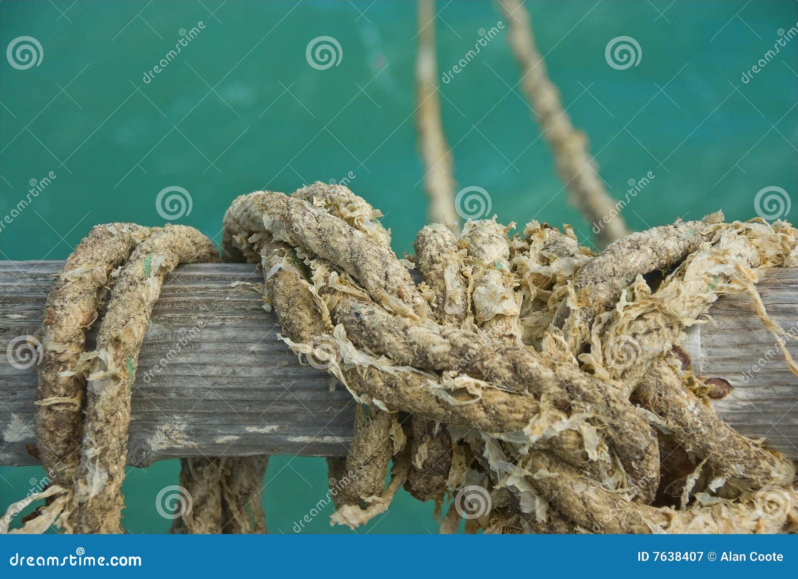 Weedy rope stock image. Image of dead, seaweed, brown - 7638407