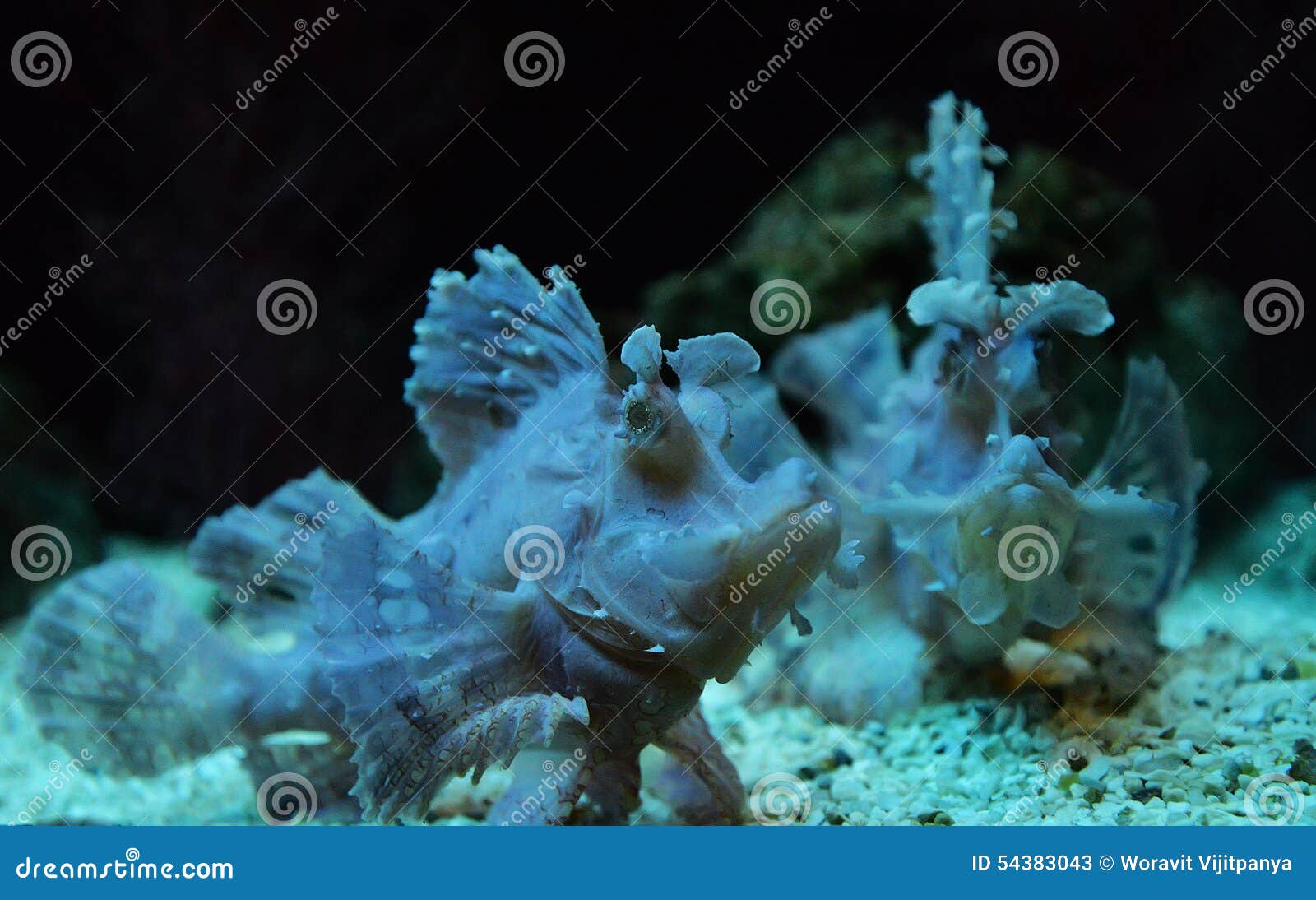 Weedy scorpionfish stock image. Image of scale, pink - 54383043