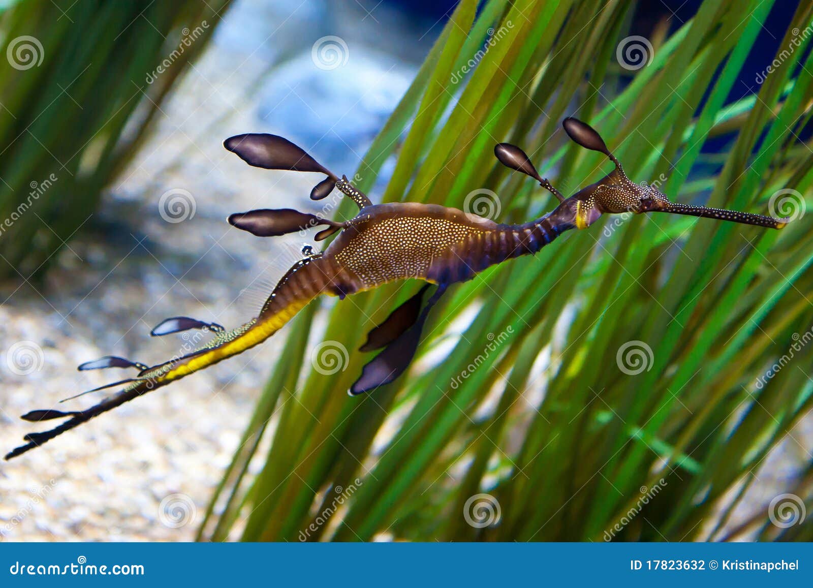 Weedy sea Dragon stock photo. Image of immersion, vivid - 17823632