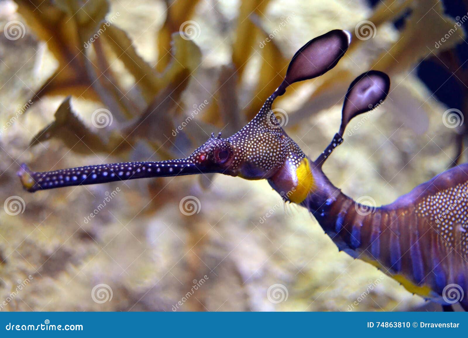 Weedy Sea Dragon stock photo. Image of coralreef, weedyseadragon - 74863810