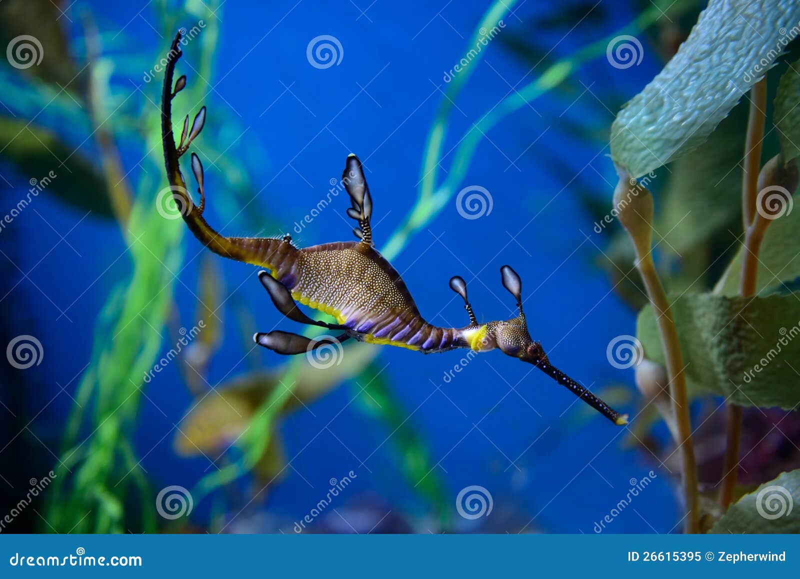 Weedy seadragon stock image. Image of leafy, marine, weedy - 26615395