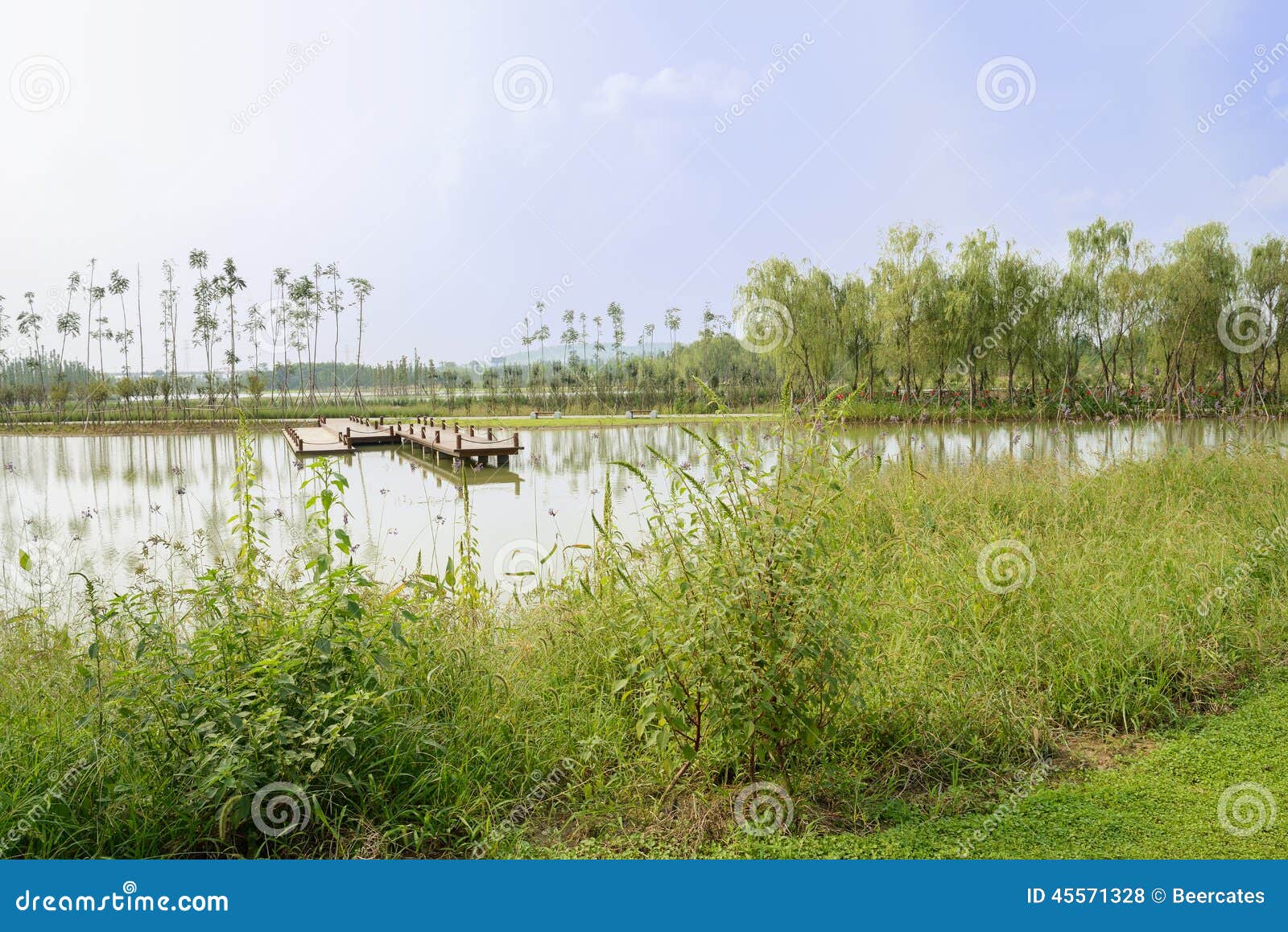 Weedy Waterside of Lake in Sunny Summer Stock Photo - Image of green ...