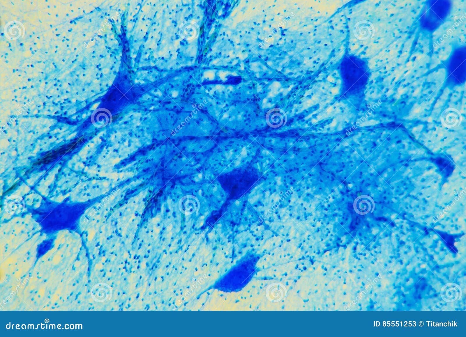 Weefsel Van Het Cel Het Microscopische Neuron Stock Afbeelding - Image ...