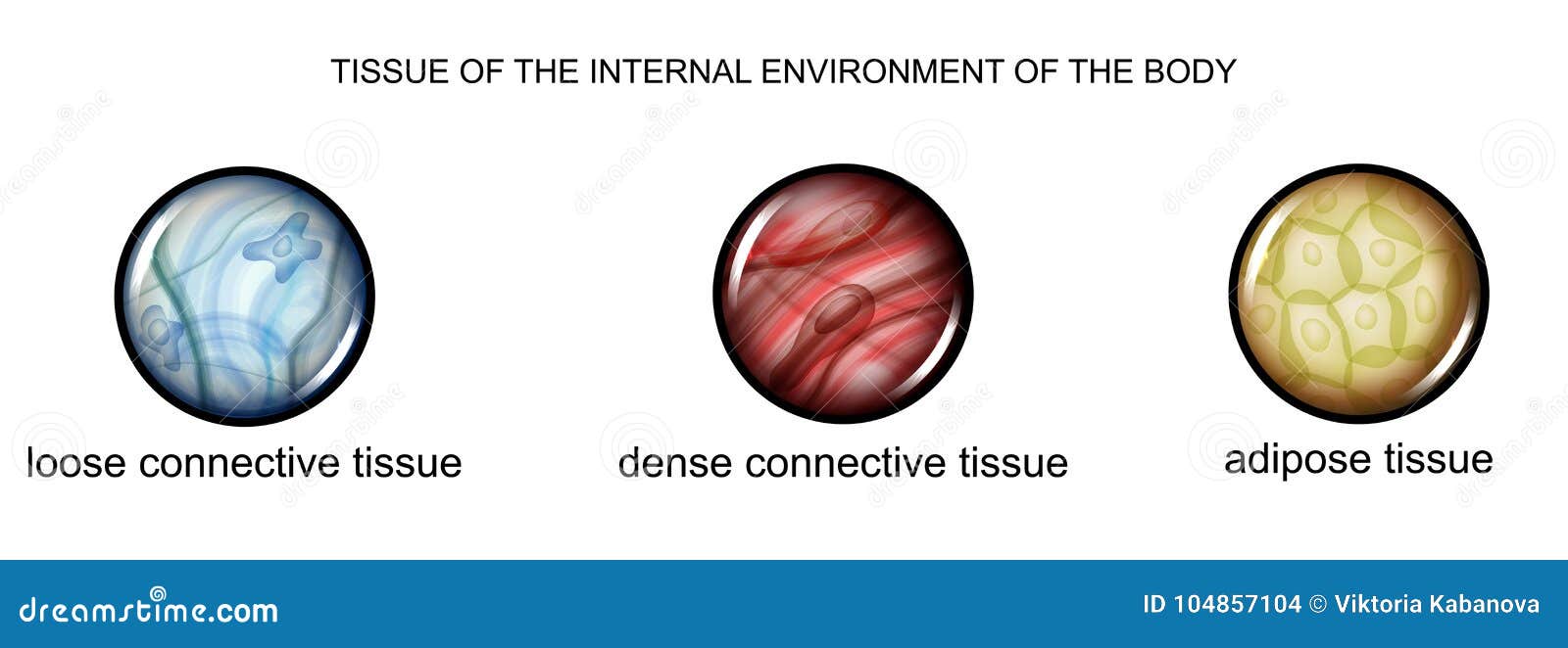 Weefsel Van Het Interne Milieu Van Het Lichaam Vector Illustratie ...