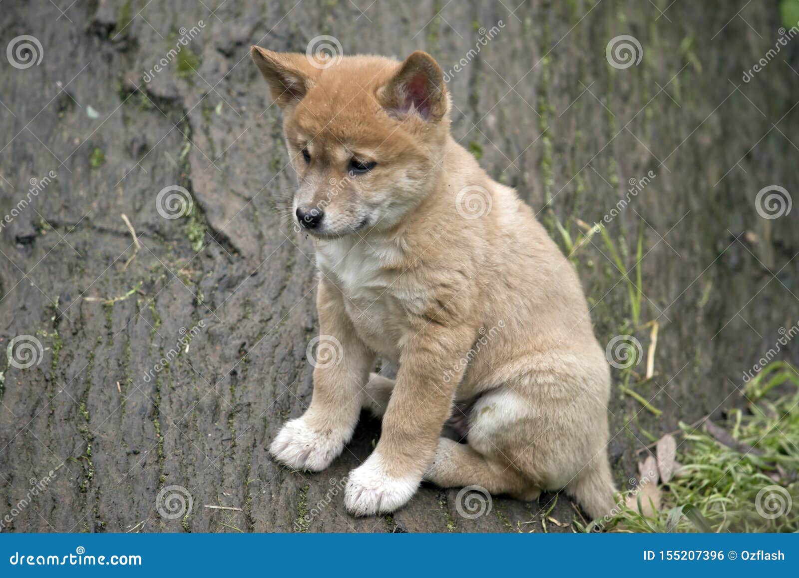 Cute Dingo Puppies