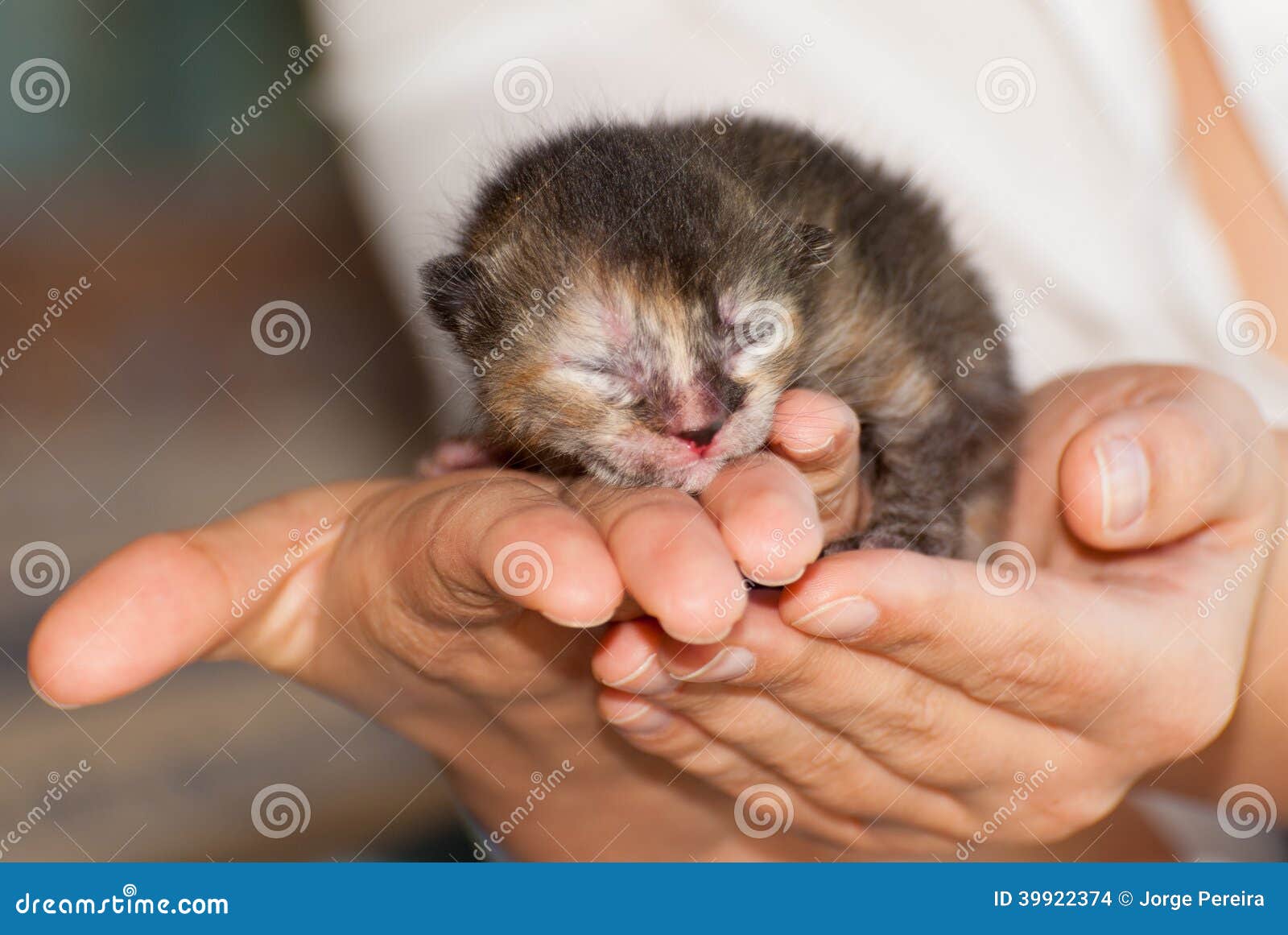 A week old kitten stock photo. Image of gentle, baby - 39922374