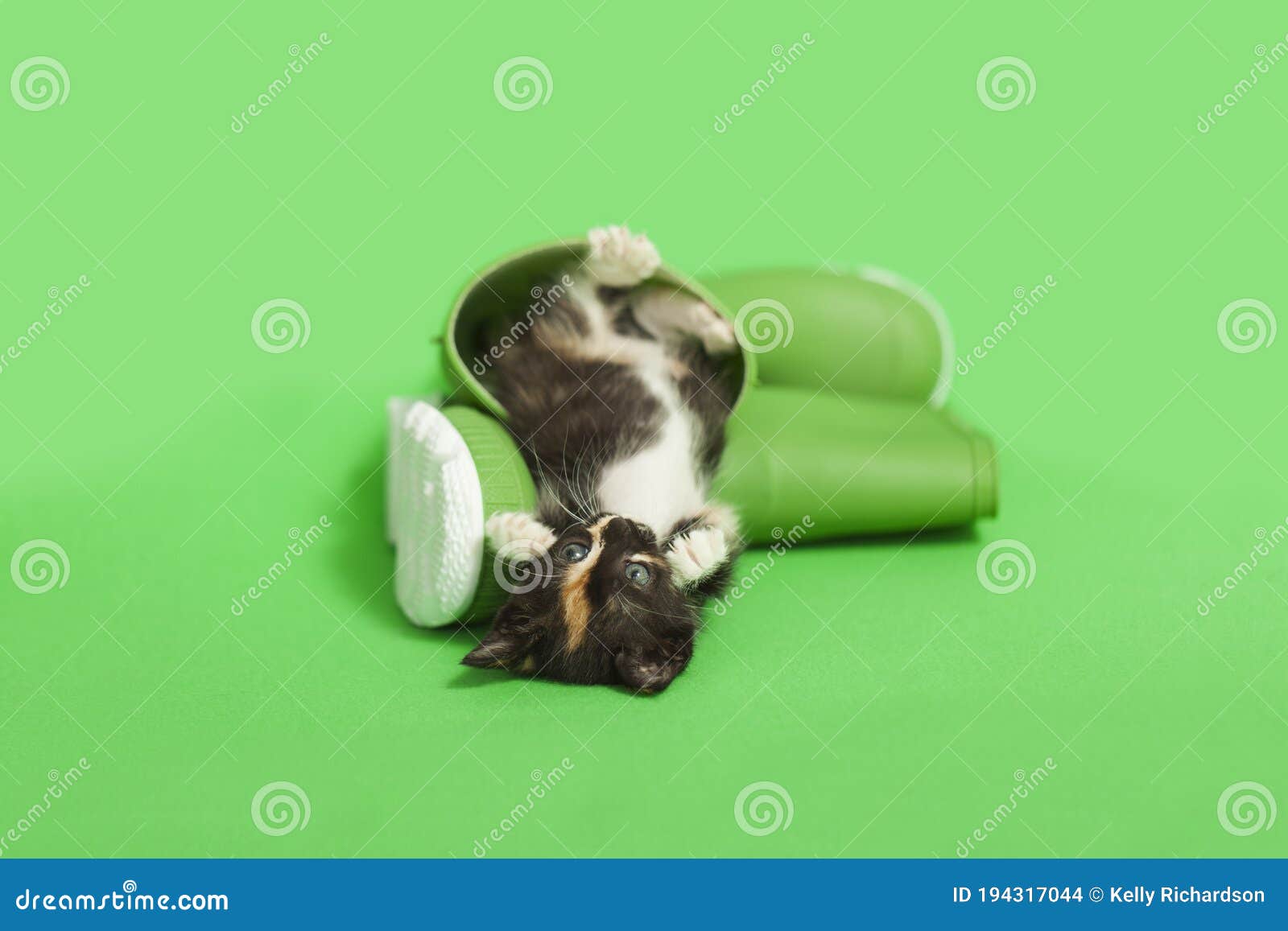 Tiny Little Kitten Playing in and Out of Green Rain Boots Stock Photo ...