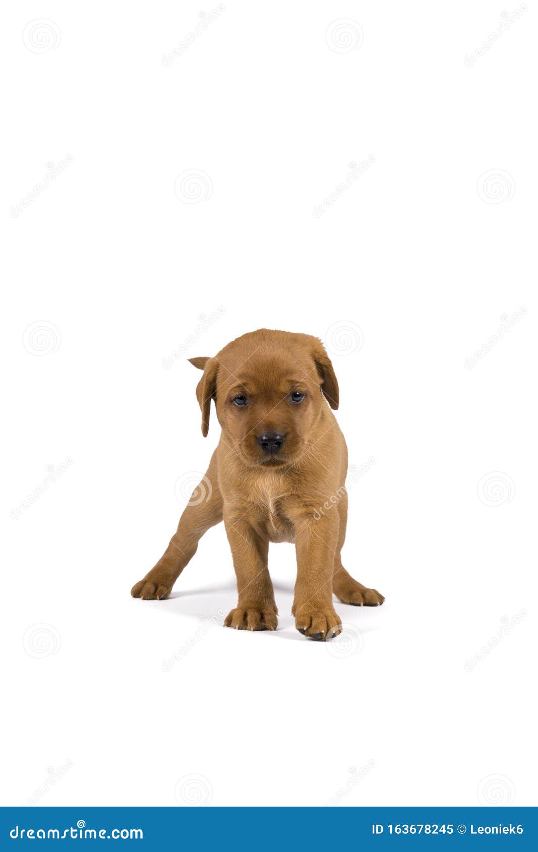 A 5 Week Old Labrador Puppy Isolated on a White Background Standing ...