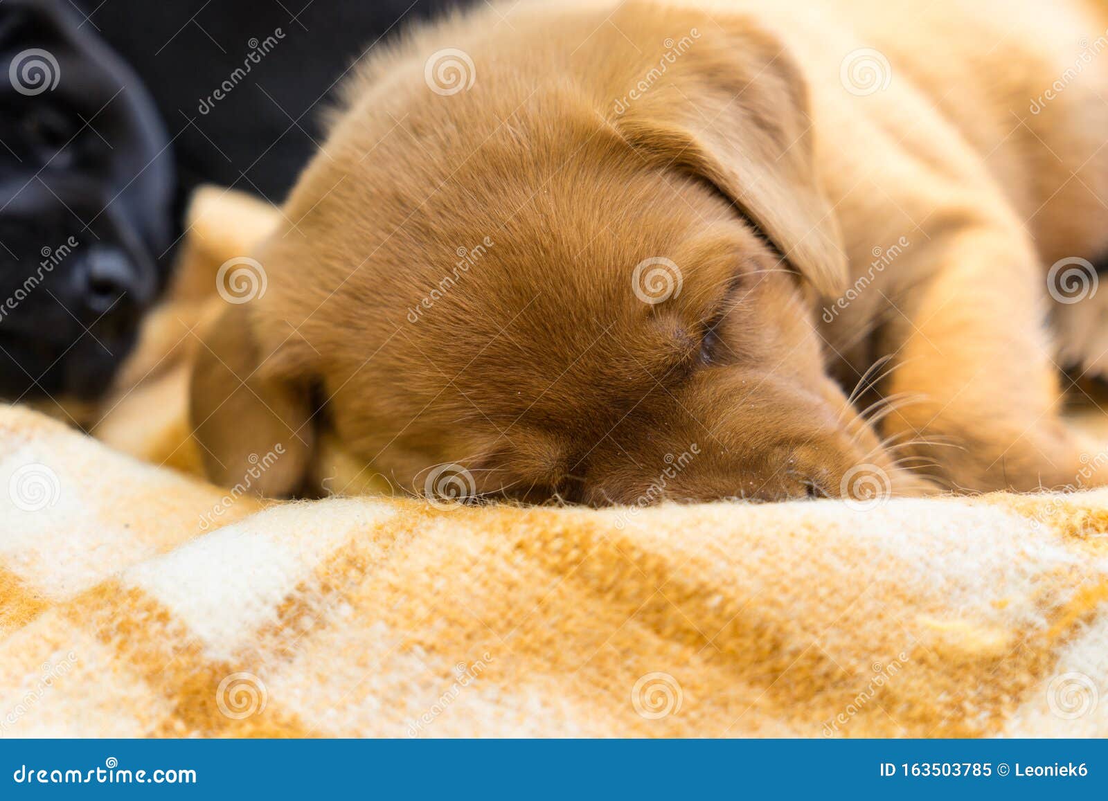 A 5 Week Old Labrador Puppy Lying in His Bench on a Blanket Sleeping ...