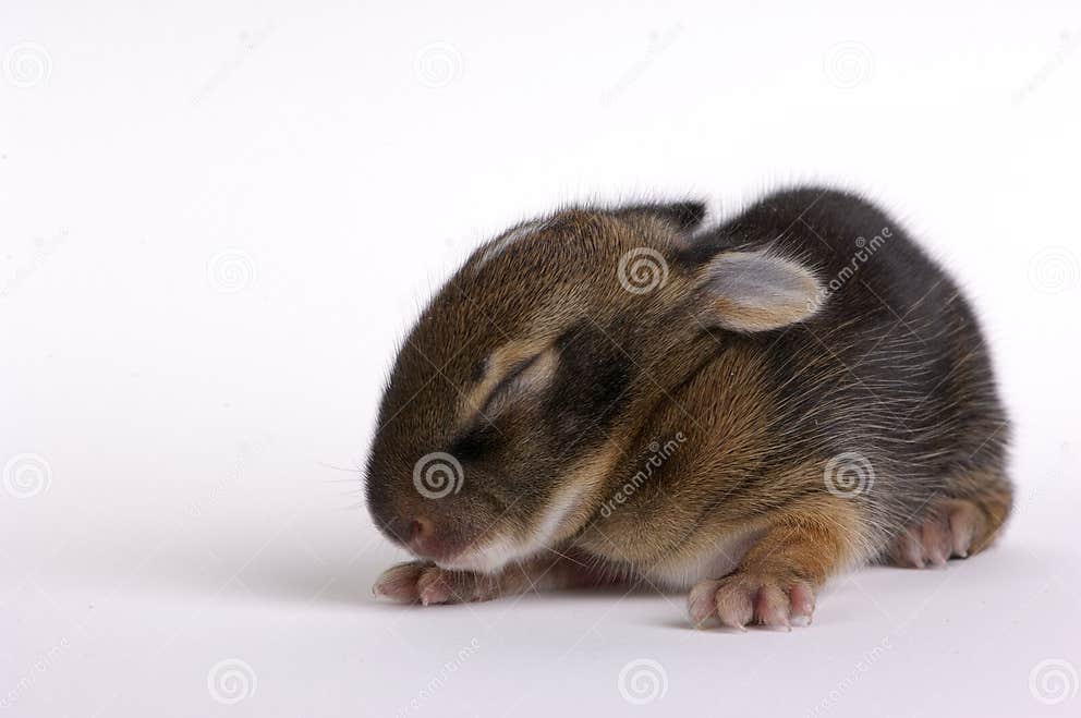 Week Old Rabbit stock image. Image of baby, wild, feet - 2893581