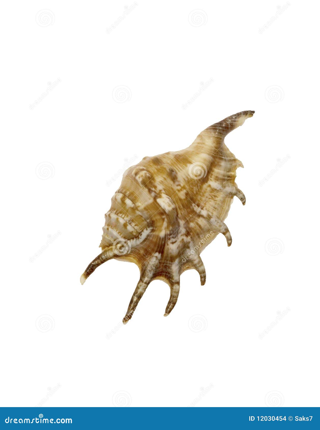 Weekdier stock foto. Image of elegant, oester, strand - 12030454