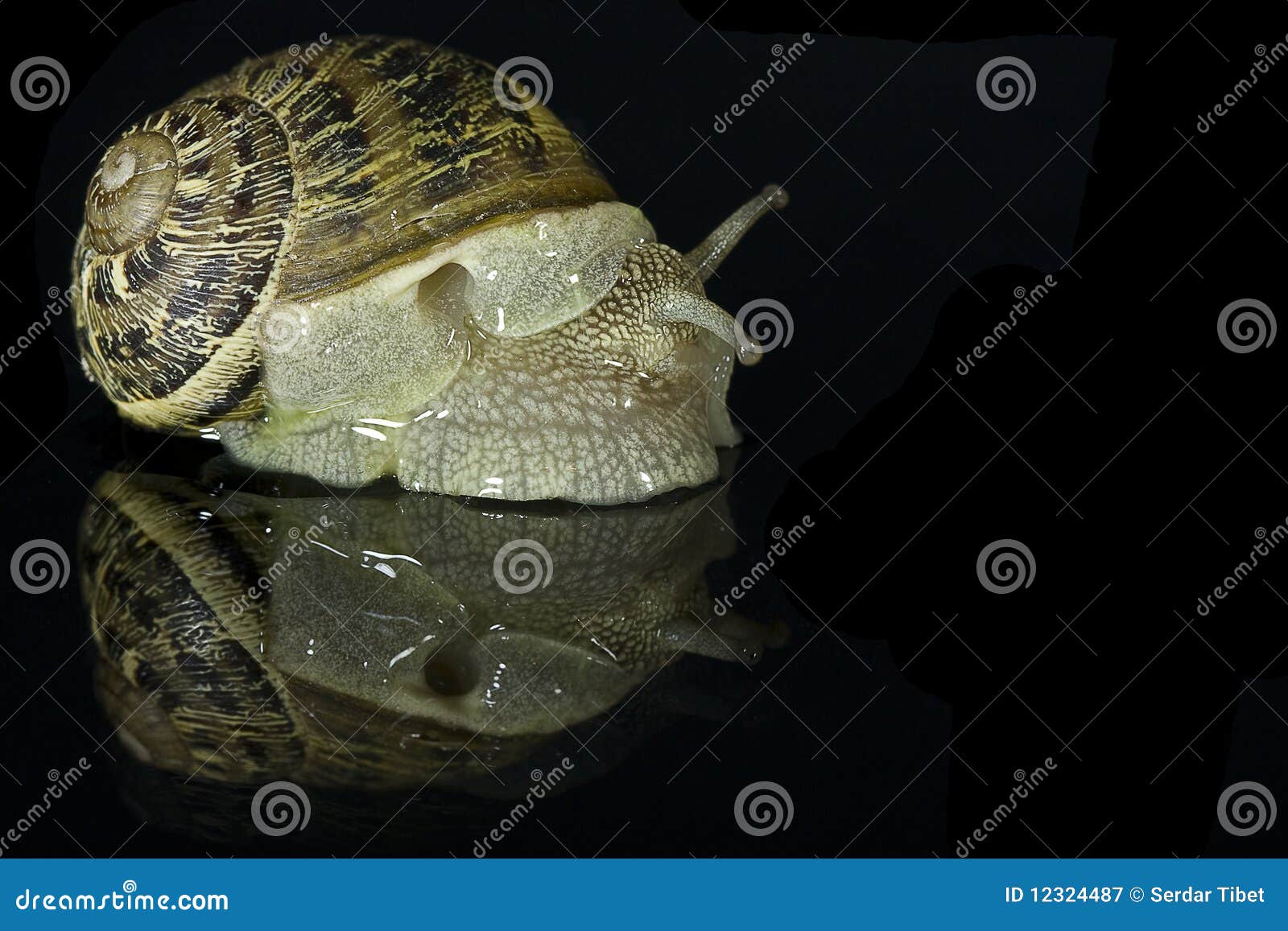 Weekdier stock afbeelding. Image of slak, kleverig, boter - 12324487