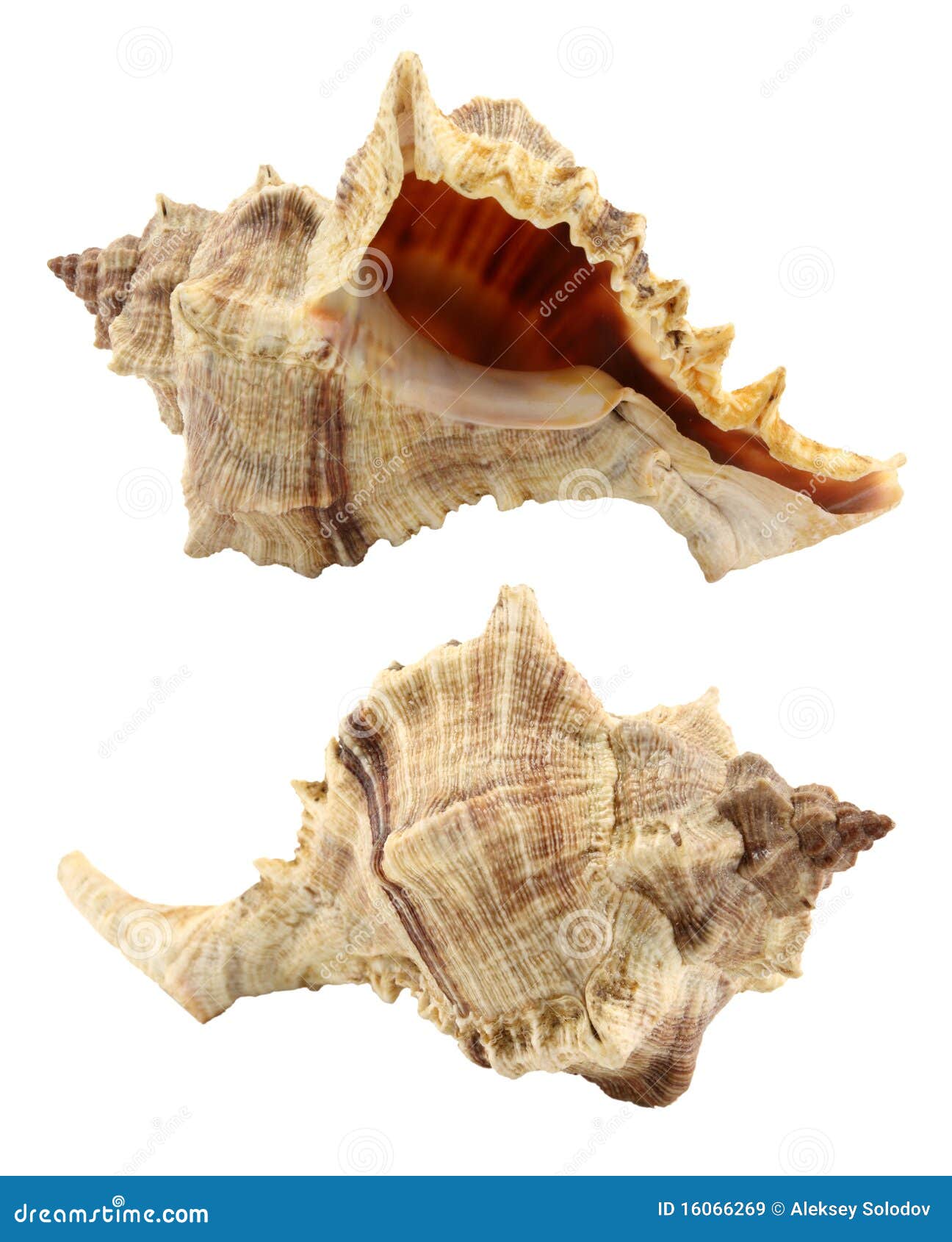 Weekdier stock afbeelding. Image of strand, aquatisch - 16066269