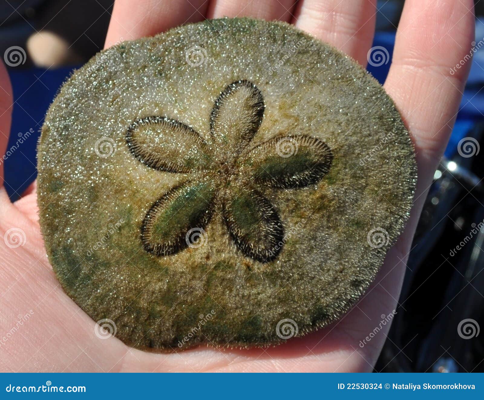 Weekdier stock foto. Image of nave, summer, schoonheid - 22530324