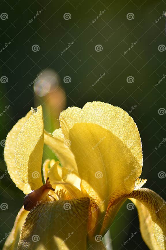 Weekdier het smakken stock foto. Image of kokhalzen, tuin - 63029262