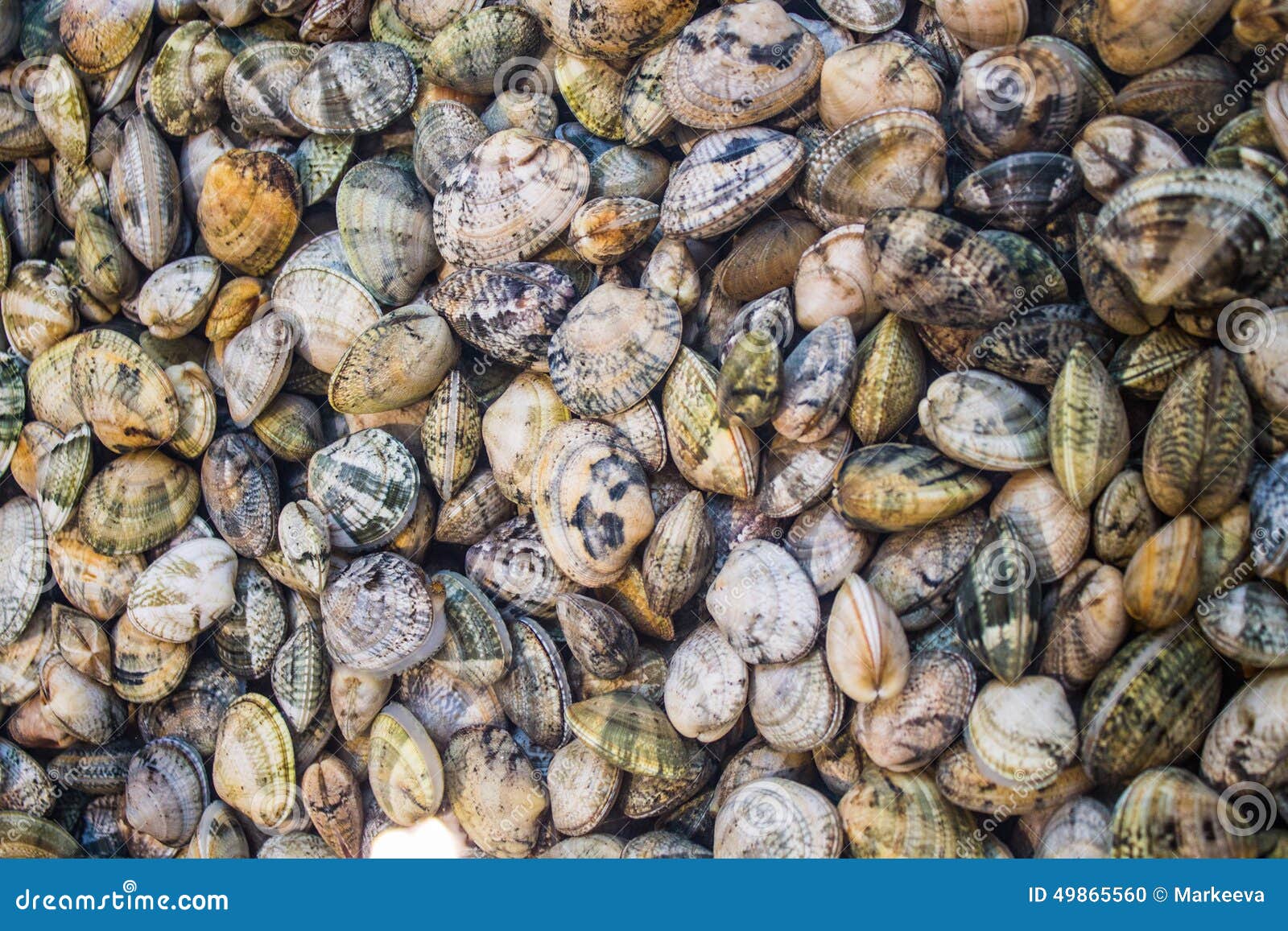 Weekdieren stock foto. Image of kokkel, dubbel, mossel - 49865560
