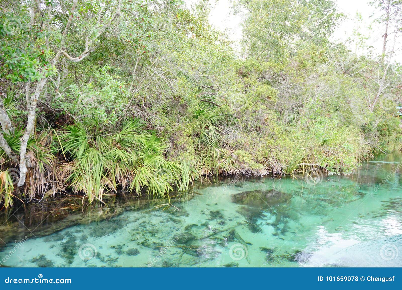 Weeki Wachee Springs State Park Stock Photo - Image of gorgeous, beauty ...