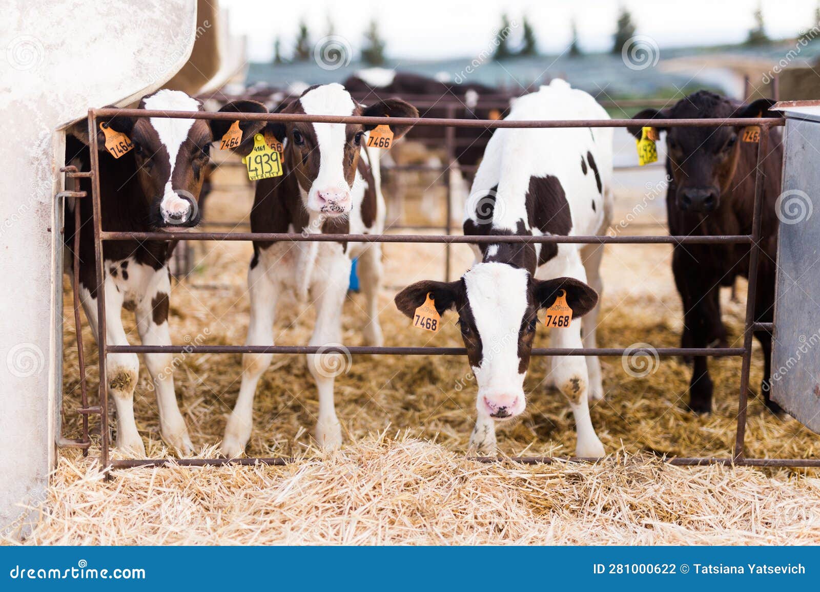 Weekly Calves in Stall at Dairy Farm Editorial Photography - Image of ...