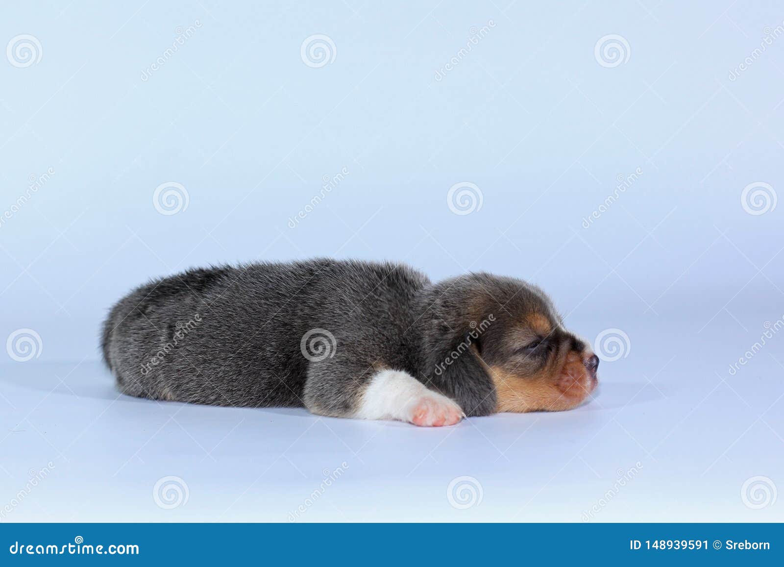 Silver Tri Color Beagle Puppy is Sleeping and Looking in First Time ...