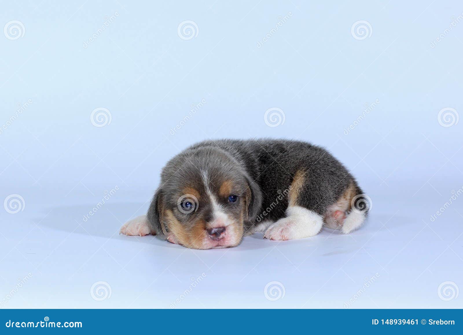 Silver Tri Color Beagle Puppy is Sleeping and Looking in First Time ...