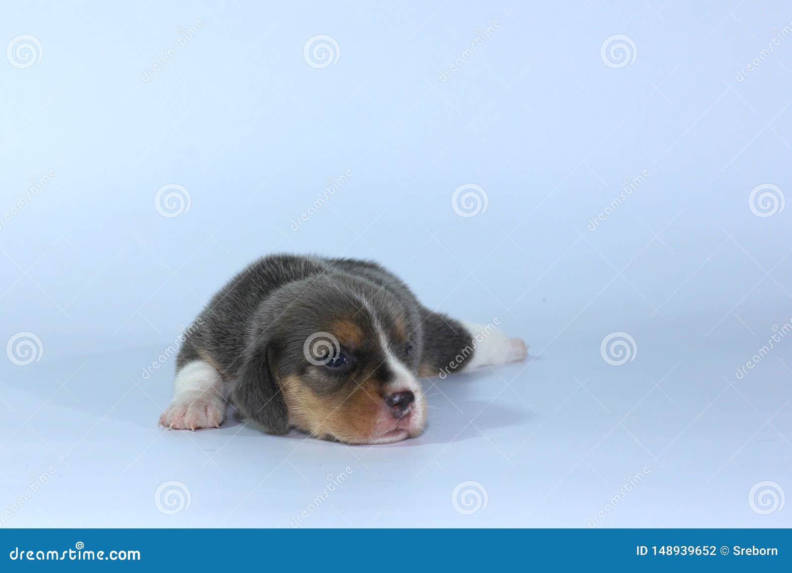 Silver Tri Color Beagle Puppy is Sleeping and Looking in First Time ...