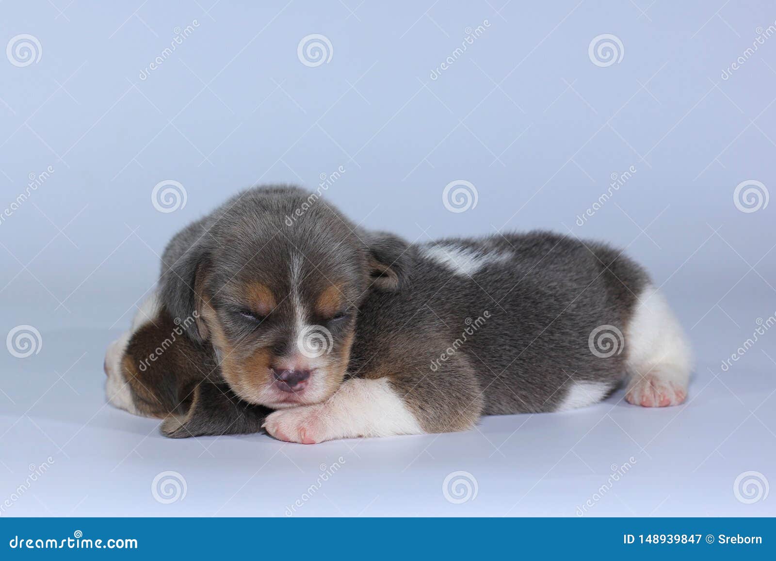 Silver Tri Color Beagle Puppy is Sleeping and Looking in First Time ...