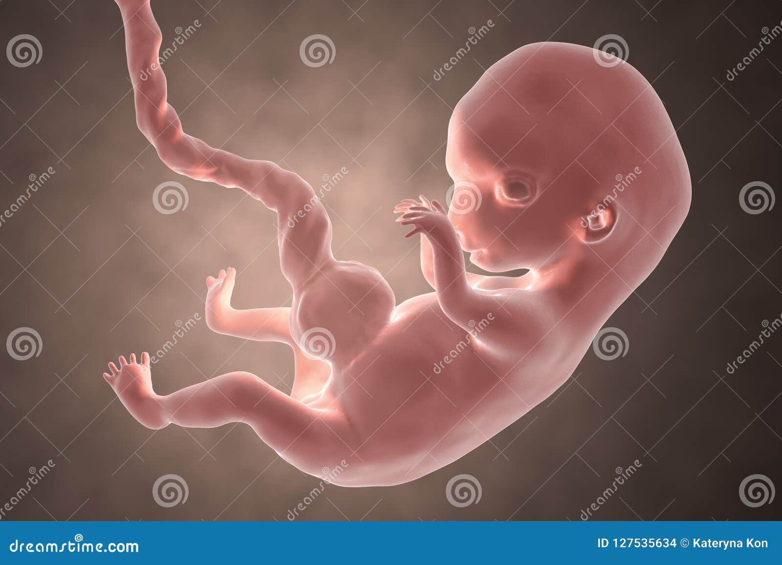 7-weeks Human Embryo Stock Illustration | CartoonDealer.com #119270407