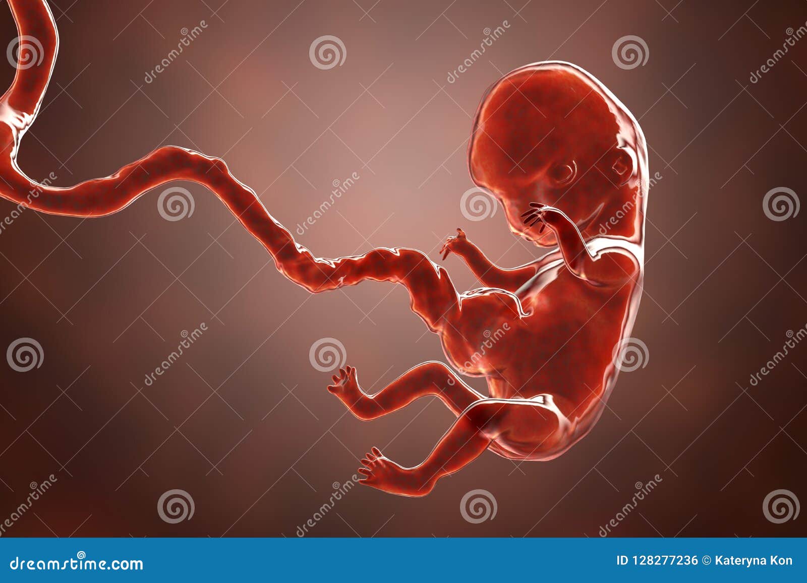 7-weeks Human Embryo Stock Illustration | CartoonDealer.com #119270407