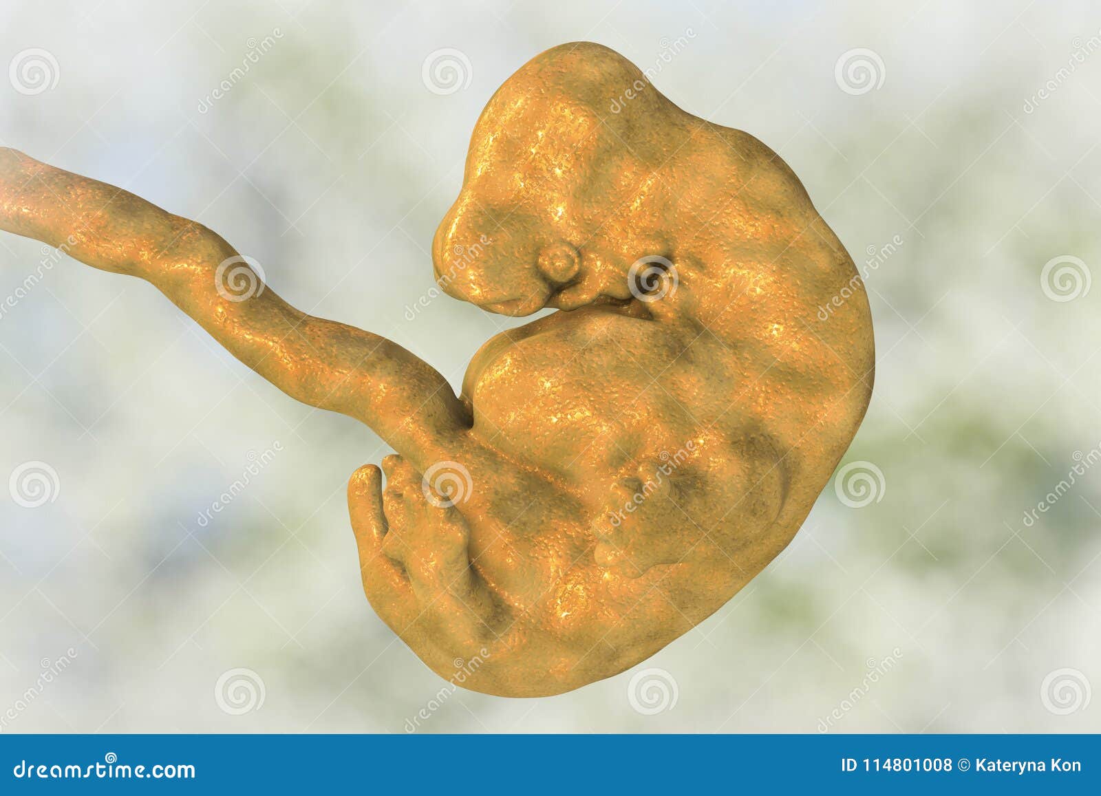 5-weeks Human Embryo Scientifically Accurate Illustration ...
