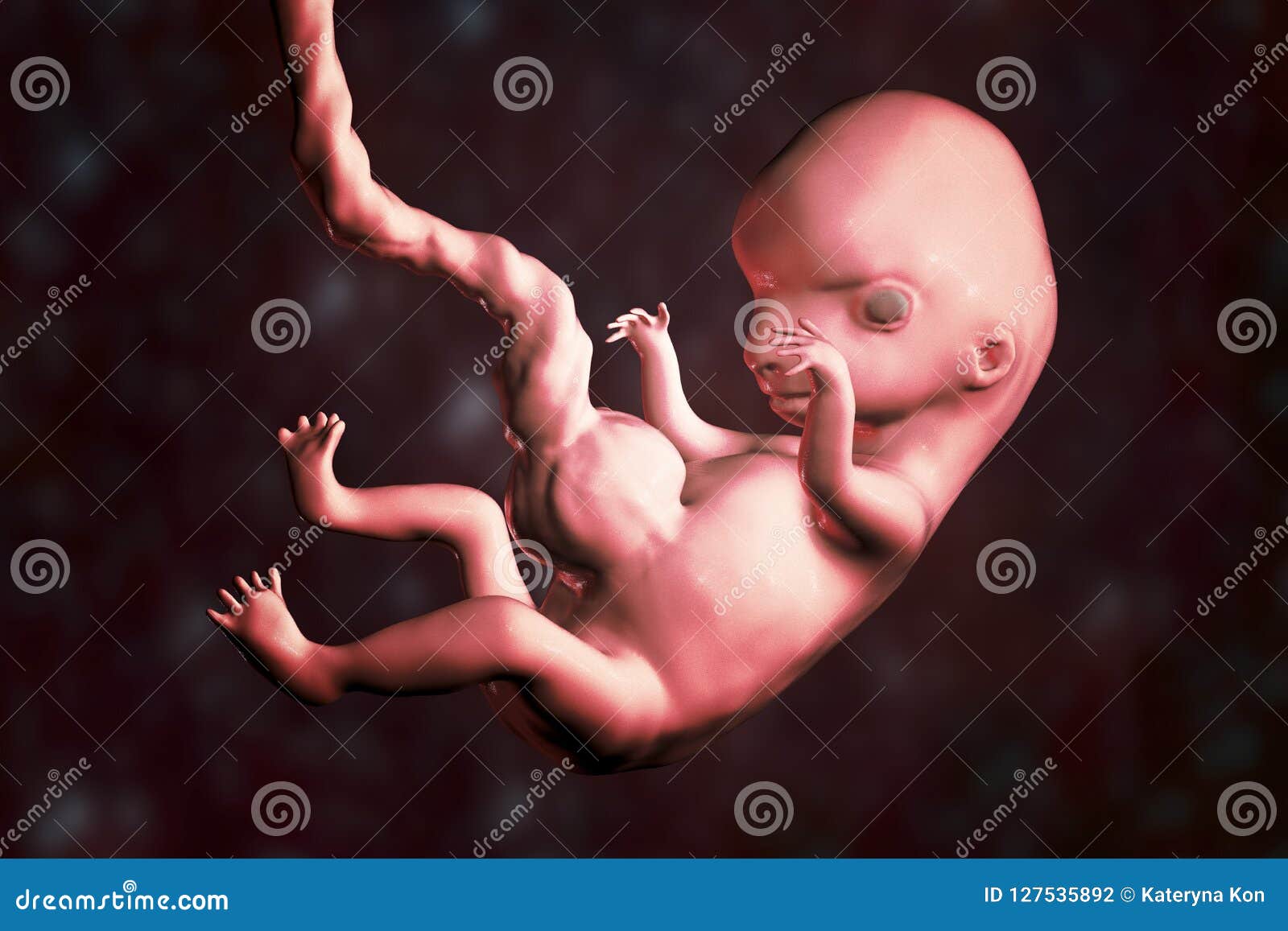 5-weeks Human Embryo Scientifically Accurate Illustration Royalty-Free ...