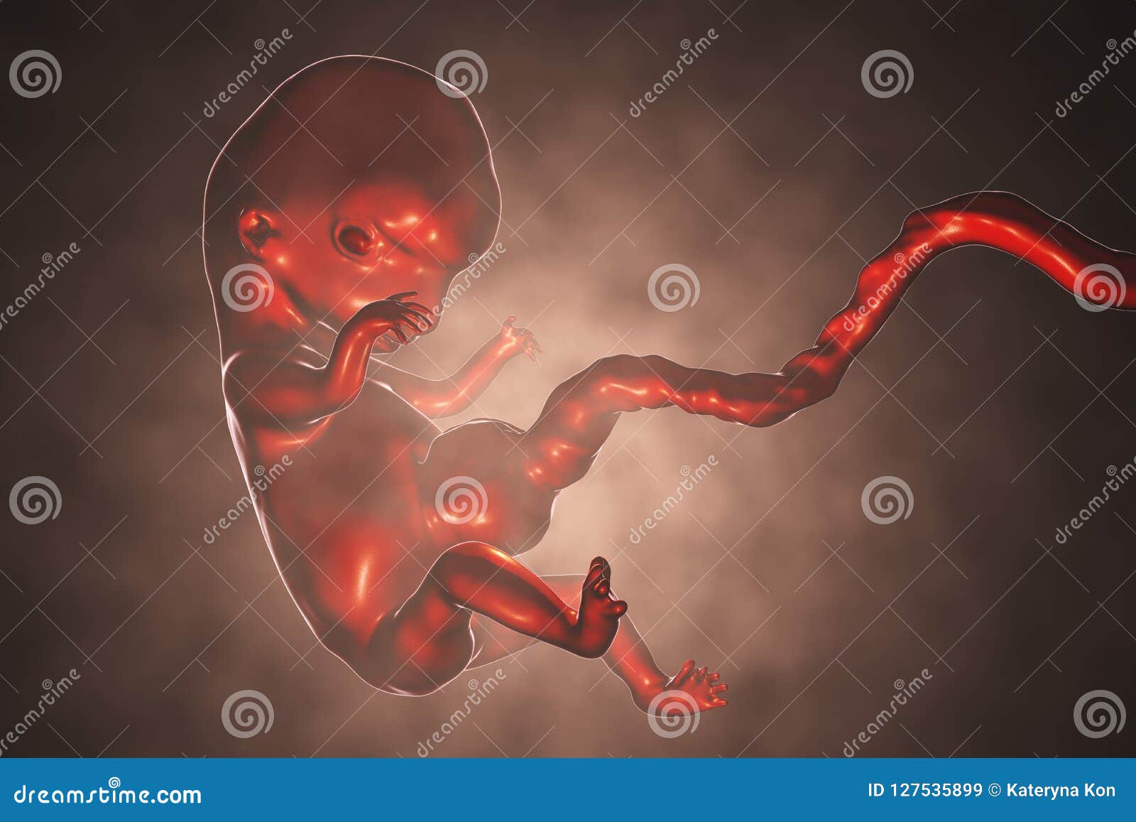 8-weeks human embryo stock illustration. Illustration of science ...