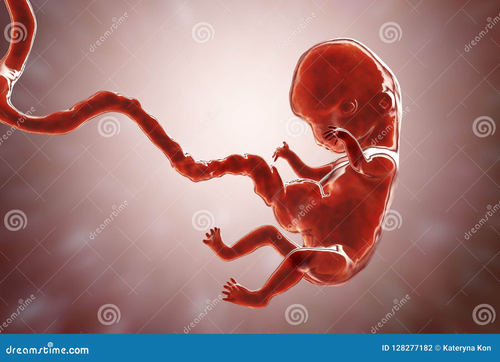 7-weeks Human Embryo Stock Illustration | CartoonDealer.com #119270407