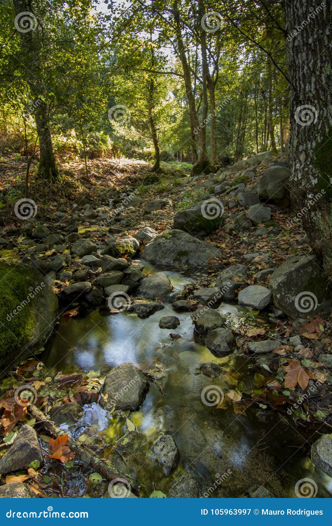 Weelderig Bos Met Een Stromende Rivier Stock Afbeelding - Image of nave ...