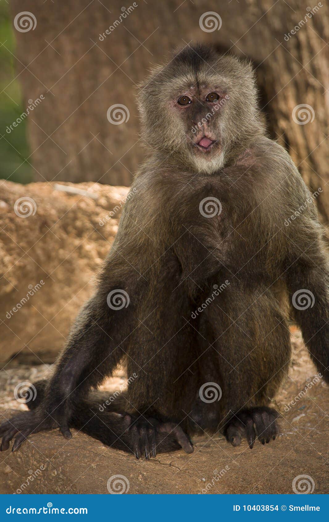 Weeper Capuchin stock photo. Image of costa, french, jungle - 10403854