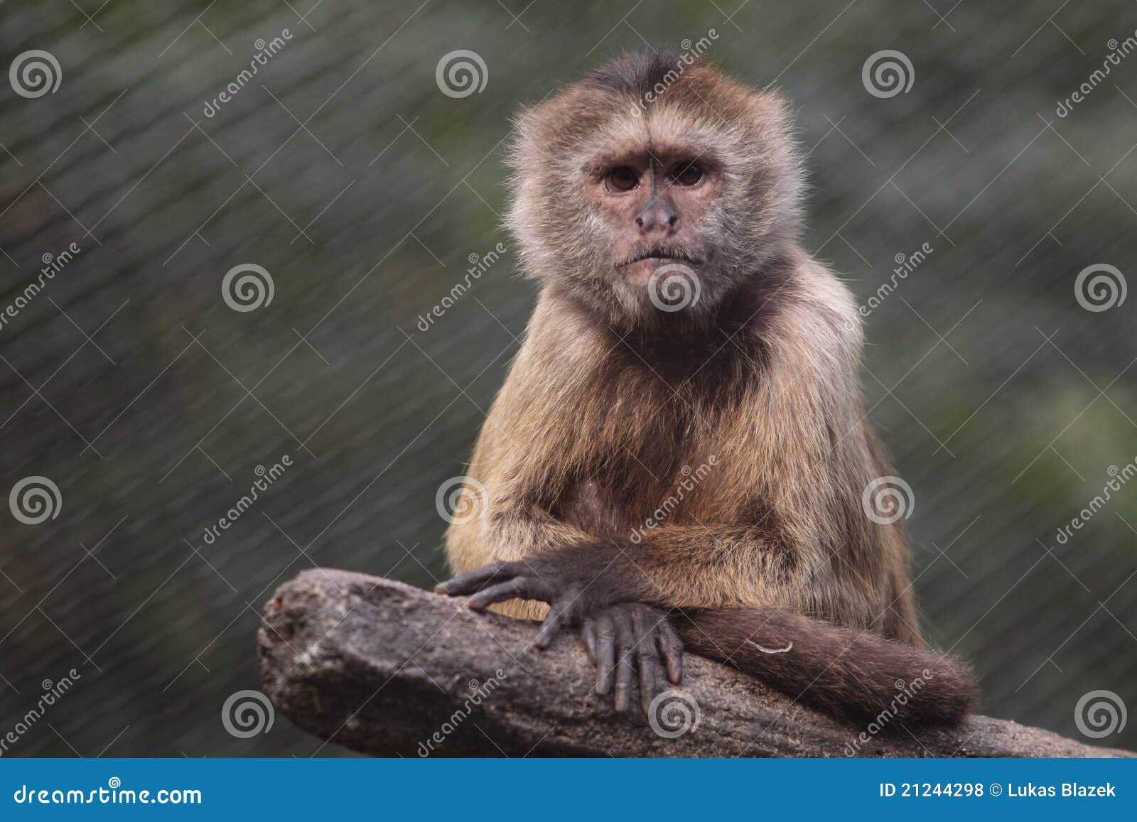 Weeper capuchin stock photo. Image of weeper, monkey - 21244298