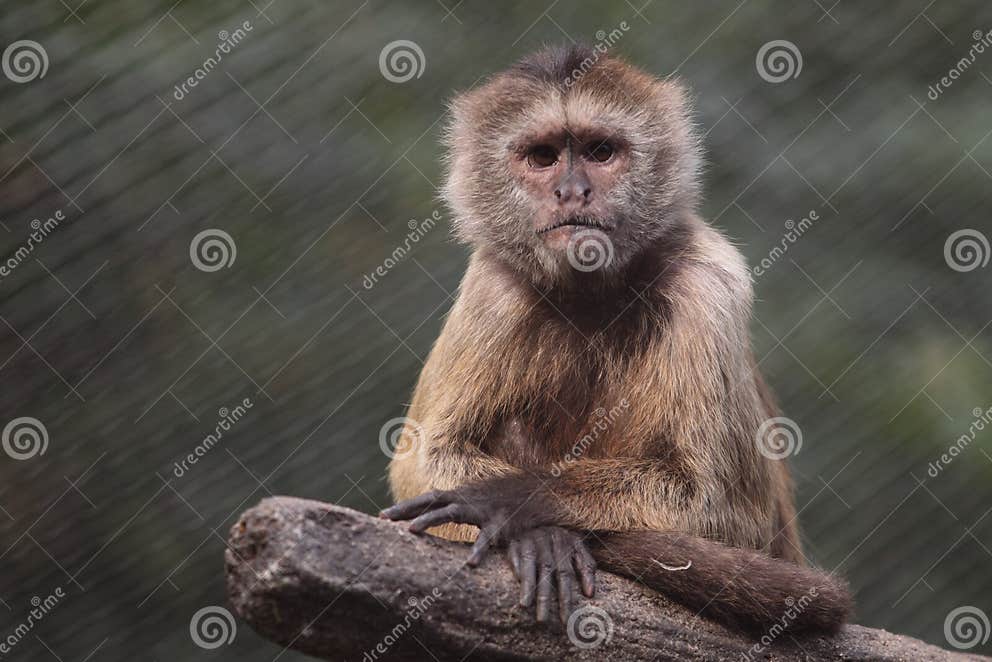 Weeper capuchin stock photo. Image of weeper, monkey - 21244298