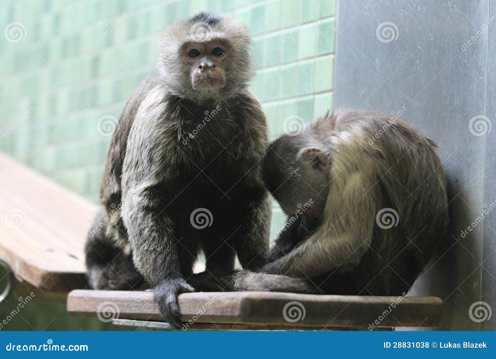 Weeper capuchin stock photo. Image of animal, nature - 28831038