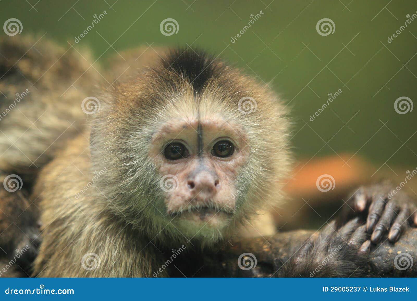 Weeper capuchin stock image. Image of olivaceus, young - 29005237
