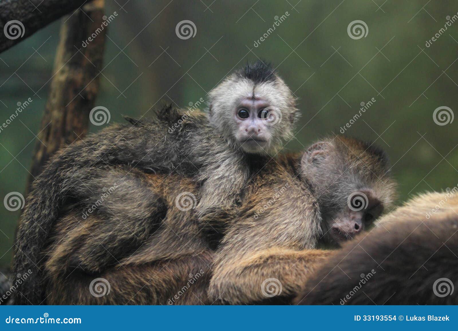 Weeper capuchin stock photo. Image of capuchin, mammal - 33193554