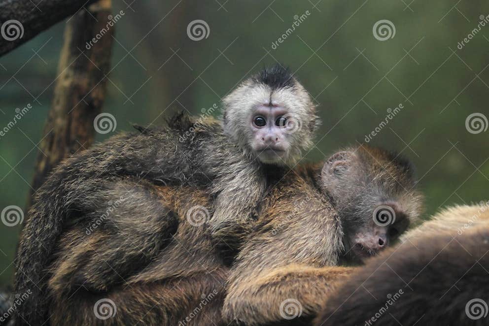 Weeper capuchin stock photo. Image of capuchin, mammal - 33193554