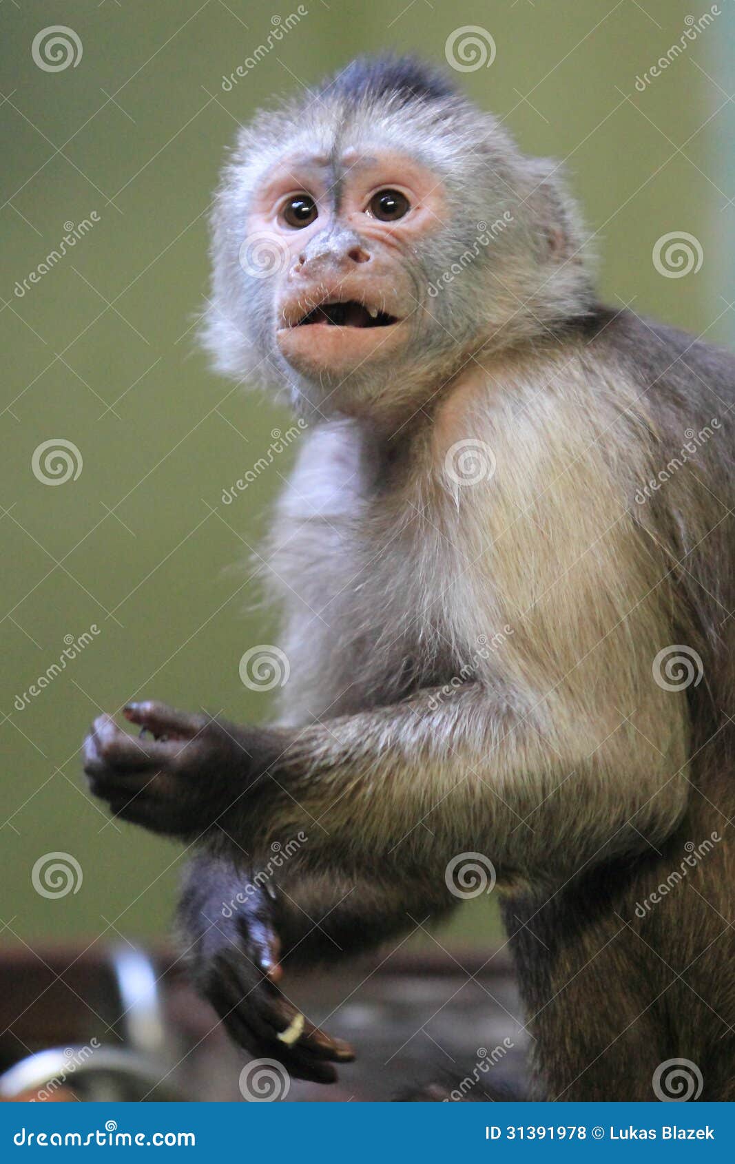 Weeper capuchin stock photo. Image of south, mammal, wedge - 31391978