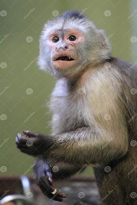 Weeper capuchin stock photo. Image of south, mammal, wedge - 31391978
