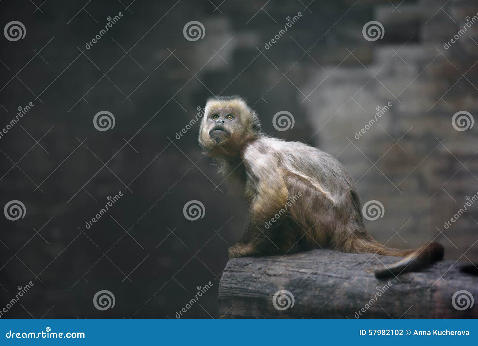 Weeper capuchin monkey stock photo. Image of copy, alarmed - 57982102