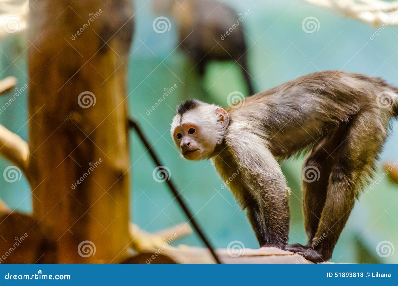 Weeper capuchin stock photo. Image of mouth, large, open - 51893818