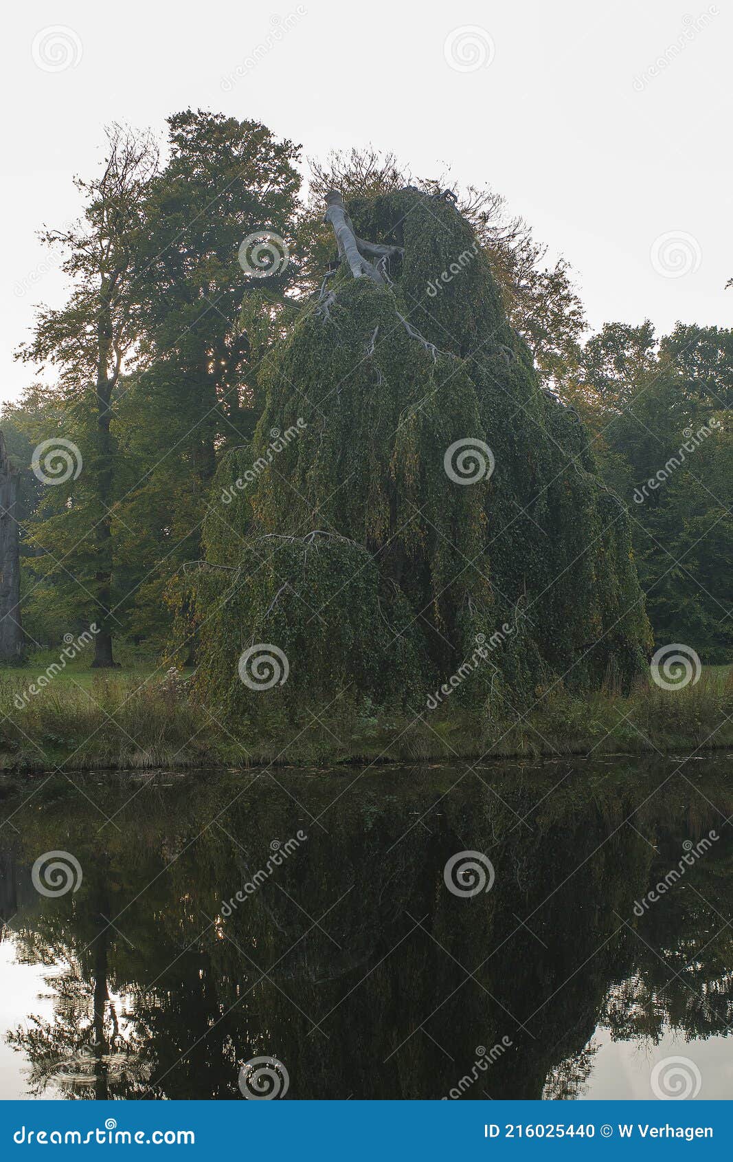 Weeping Beech Tree in a Park Stock Photo - Image of country, full ...
