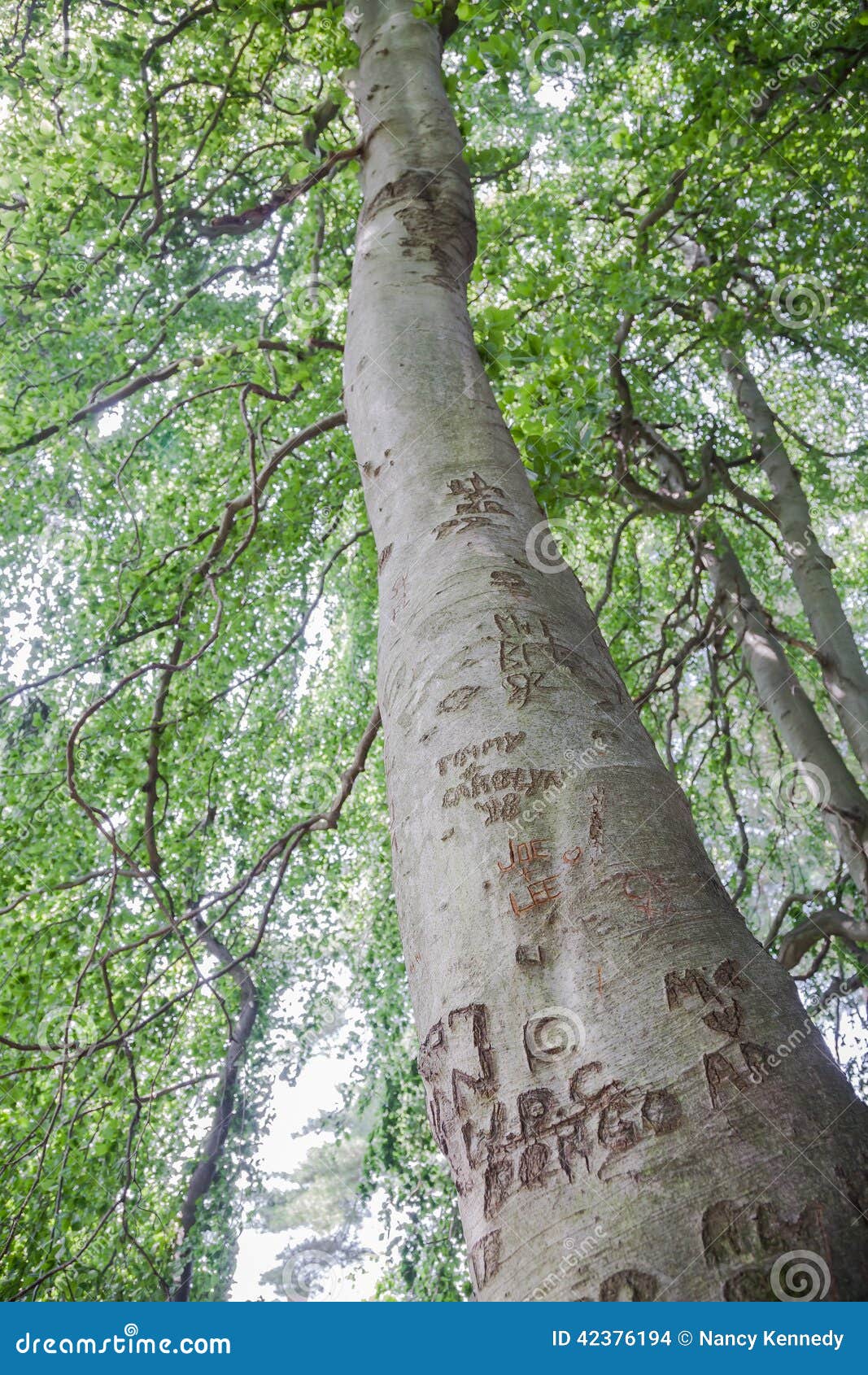 Weeping Beech stock photo. Image of trunk, carve, forest - 42376194