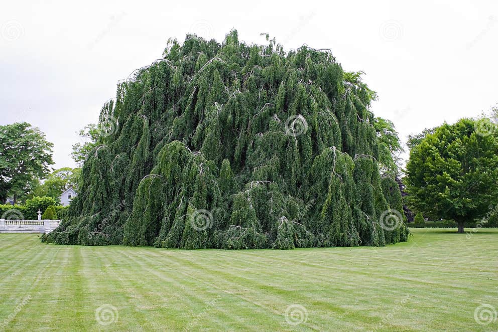 Weeping Beech Tree stock image. Image of green, yard - 13785751