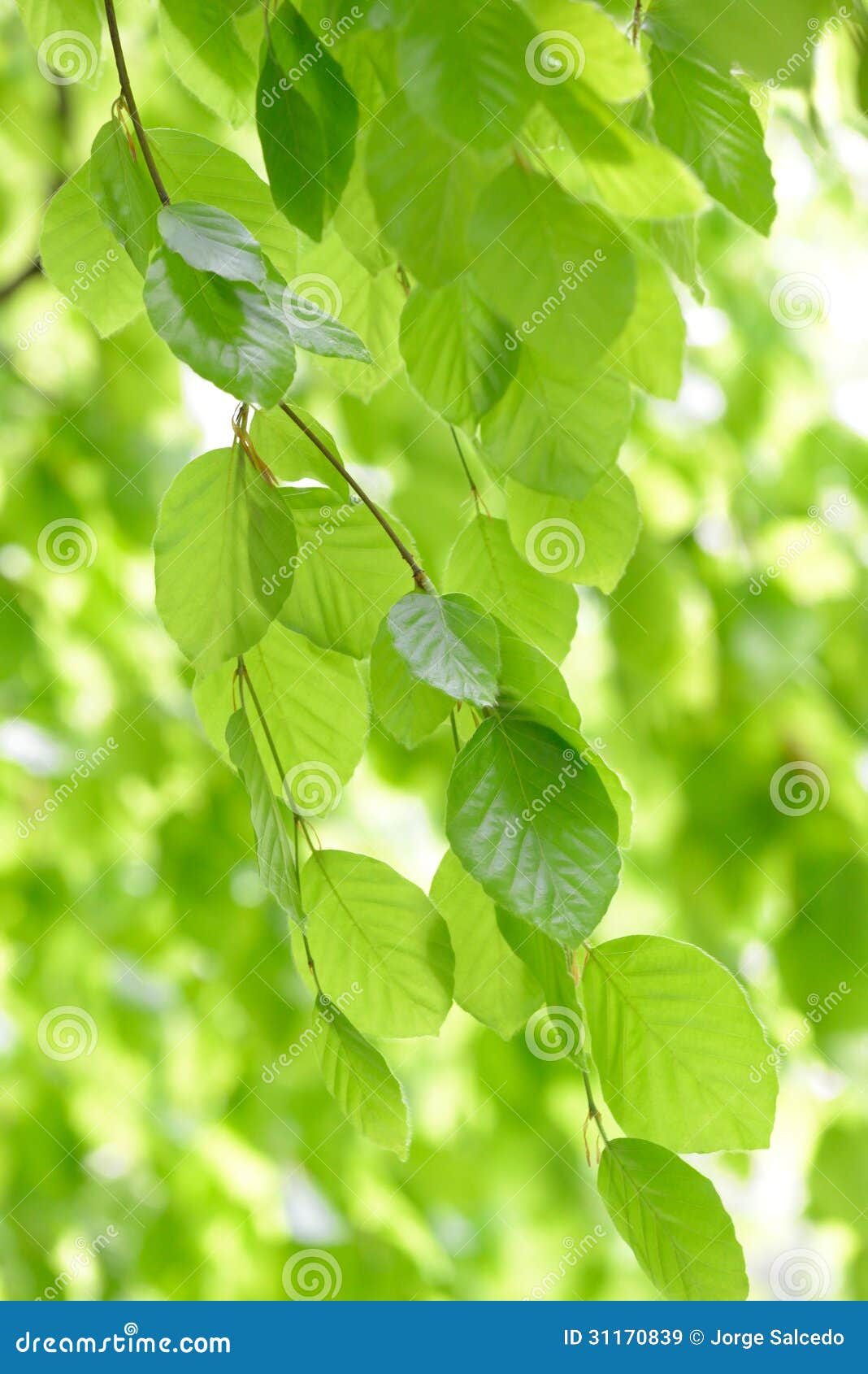 Weeping Beech Tree stock image. Image of closeup, daylight - 31170839