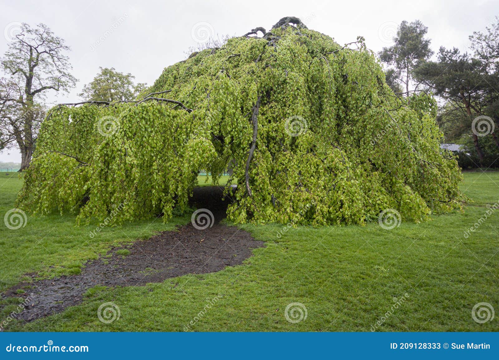 Weeping Beech Tree stock image. Image of history, rain - 209128333