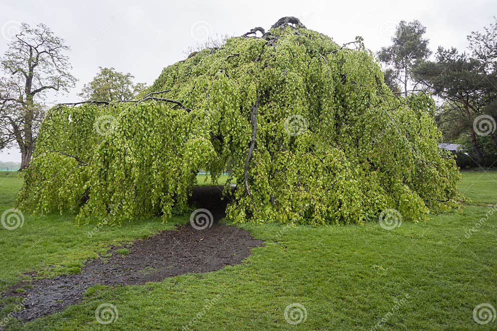 Weeping Beech Tree stock image. Image of history, rain - 209128333